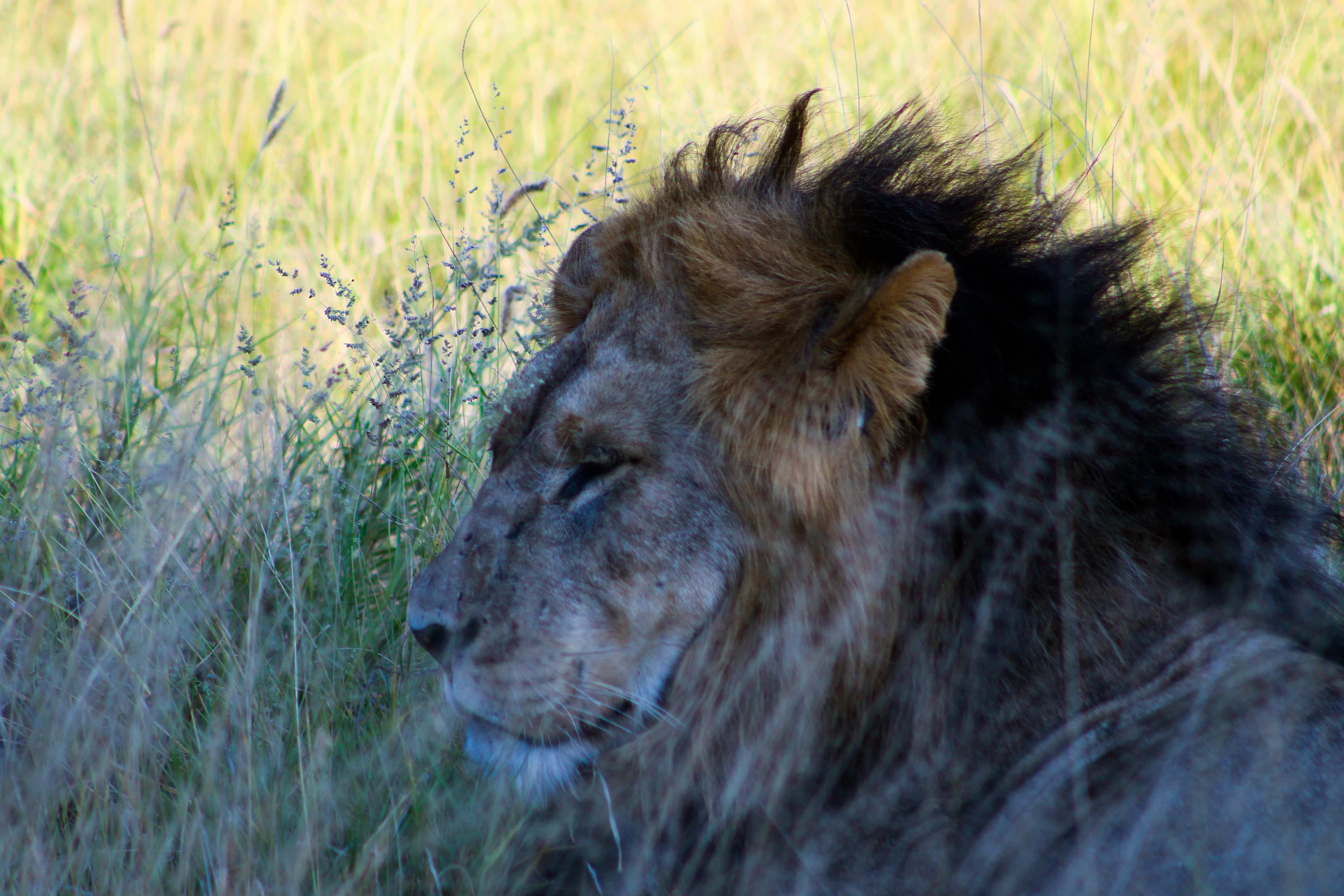 Central Kalahari Game Reserve | Botswana Tourism Organisation