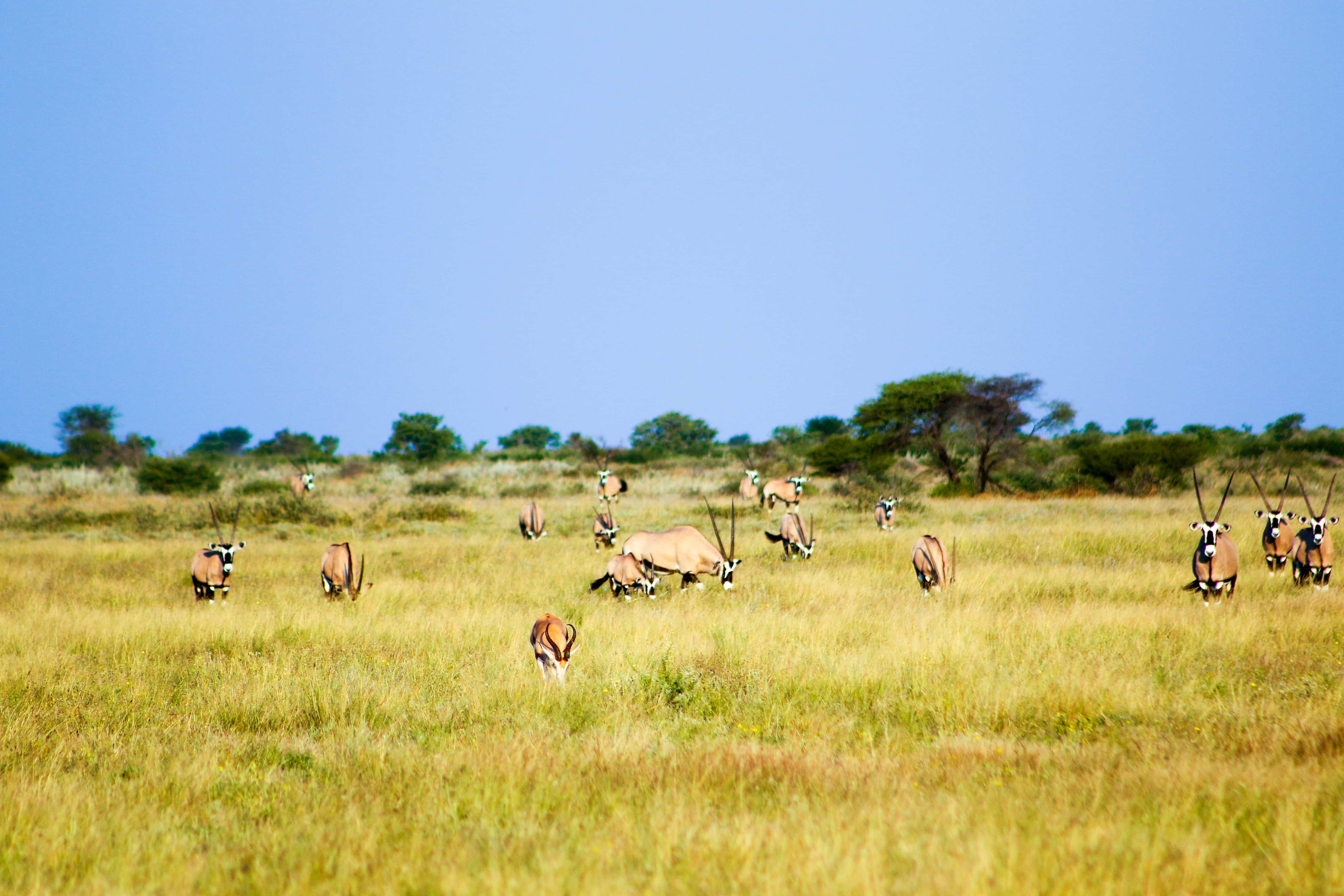 Central Kalahari Game Reserve | Botswana Tourism Organisation