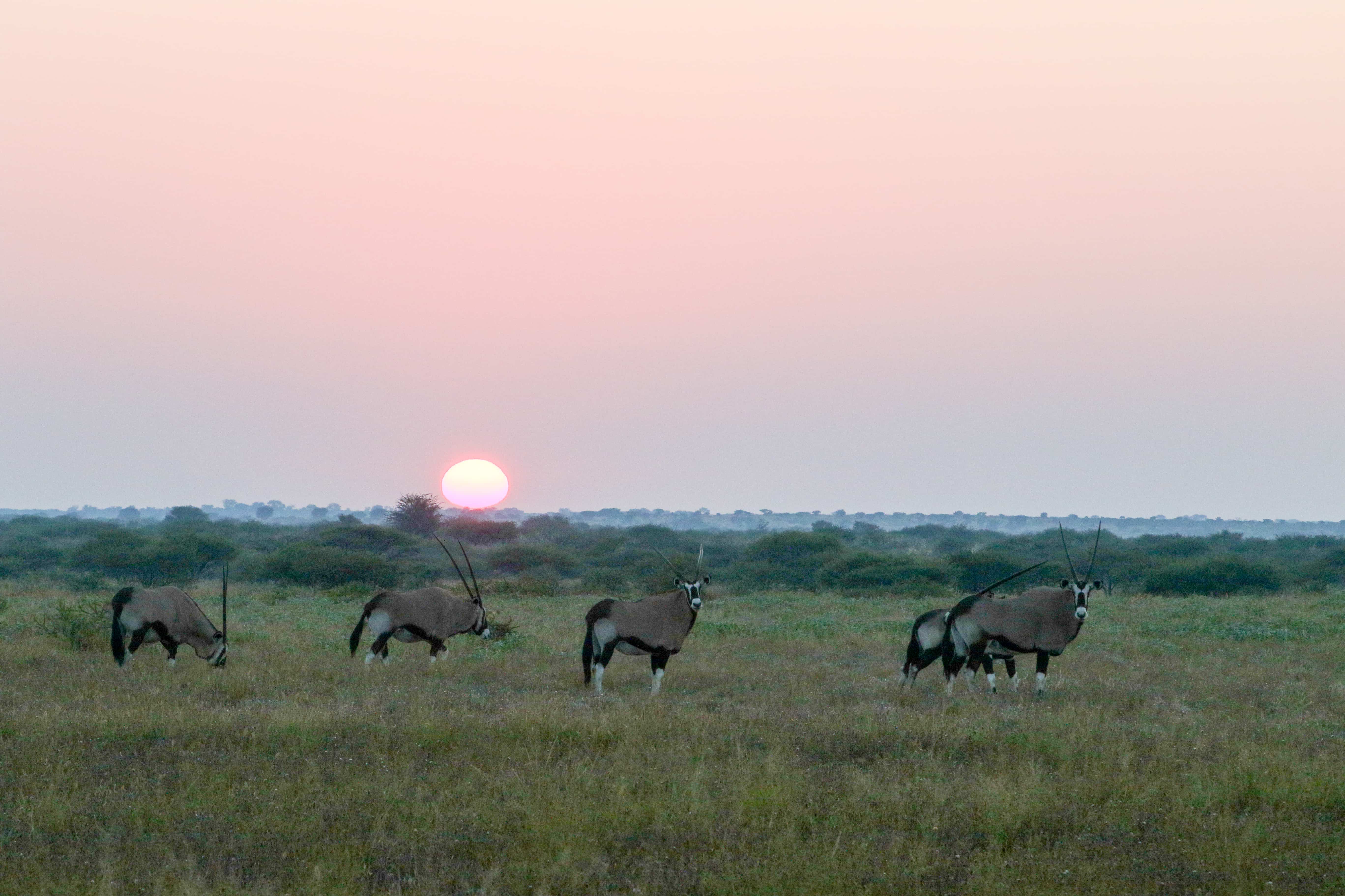 Central Kalahari Game Reserve | Botswana Tourism Organisation