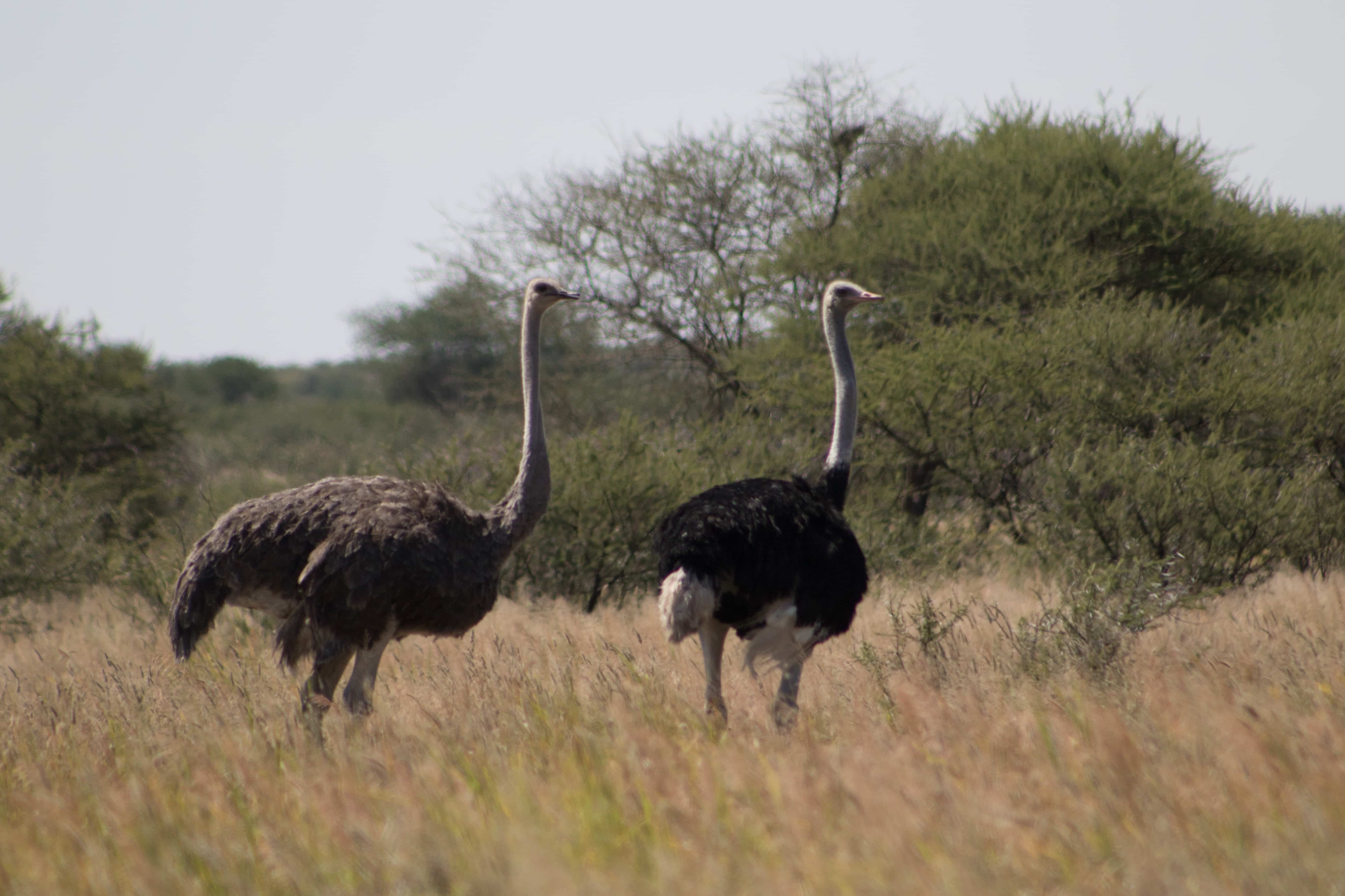 Central Kalahari Game Reserve | Botswana Tourism Organisation