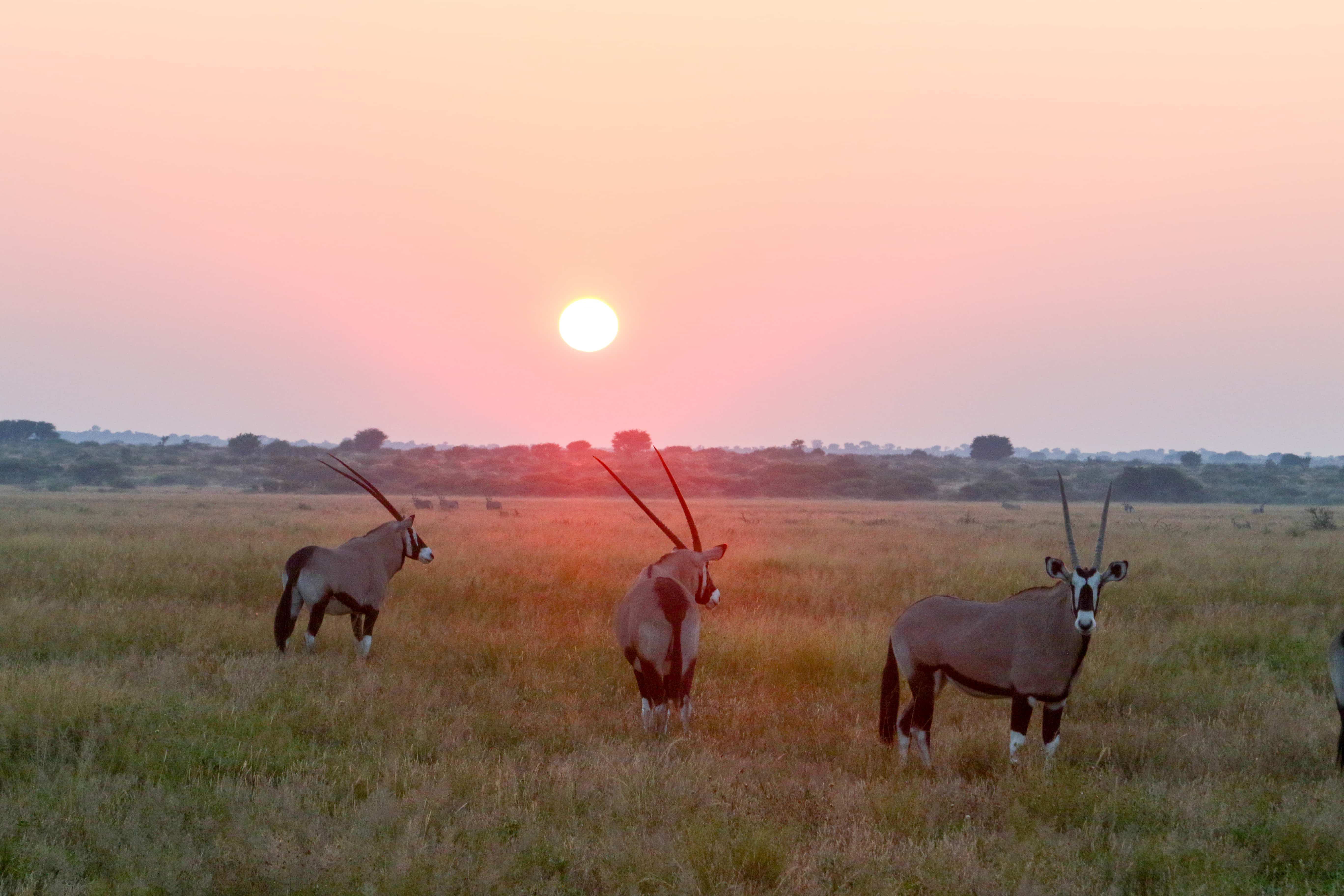 Central Kalahari Game Reserve | Botswana Tourism Organisation