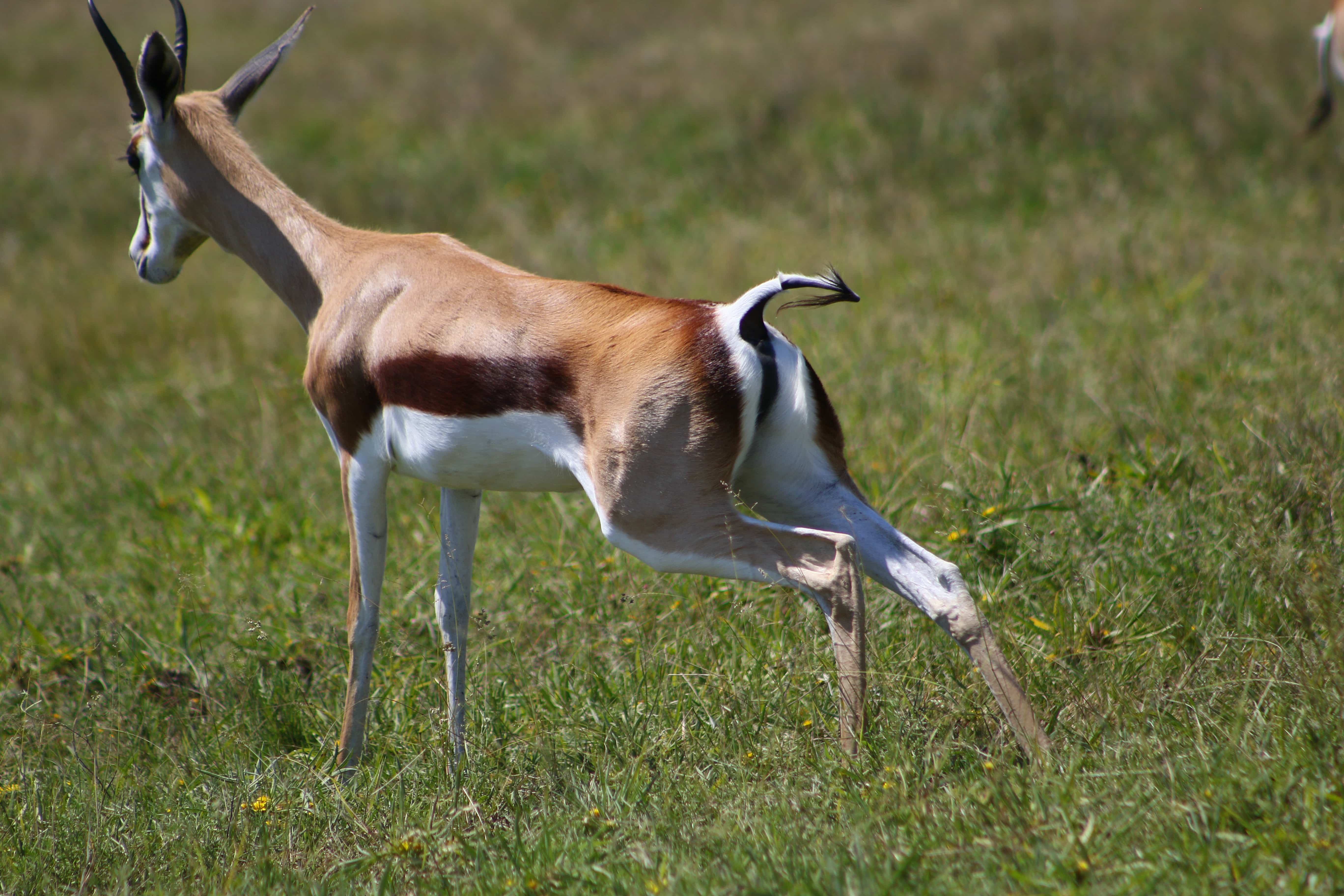 Central Kalahari Game Reserve | Botswana Tourism Organisation