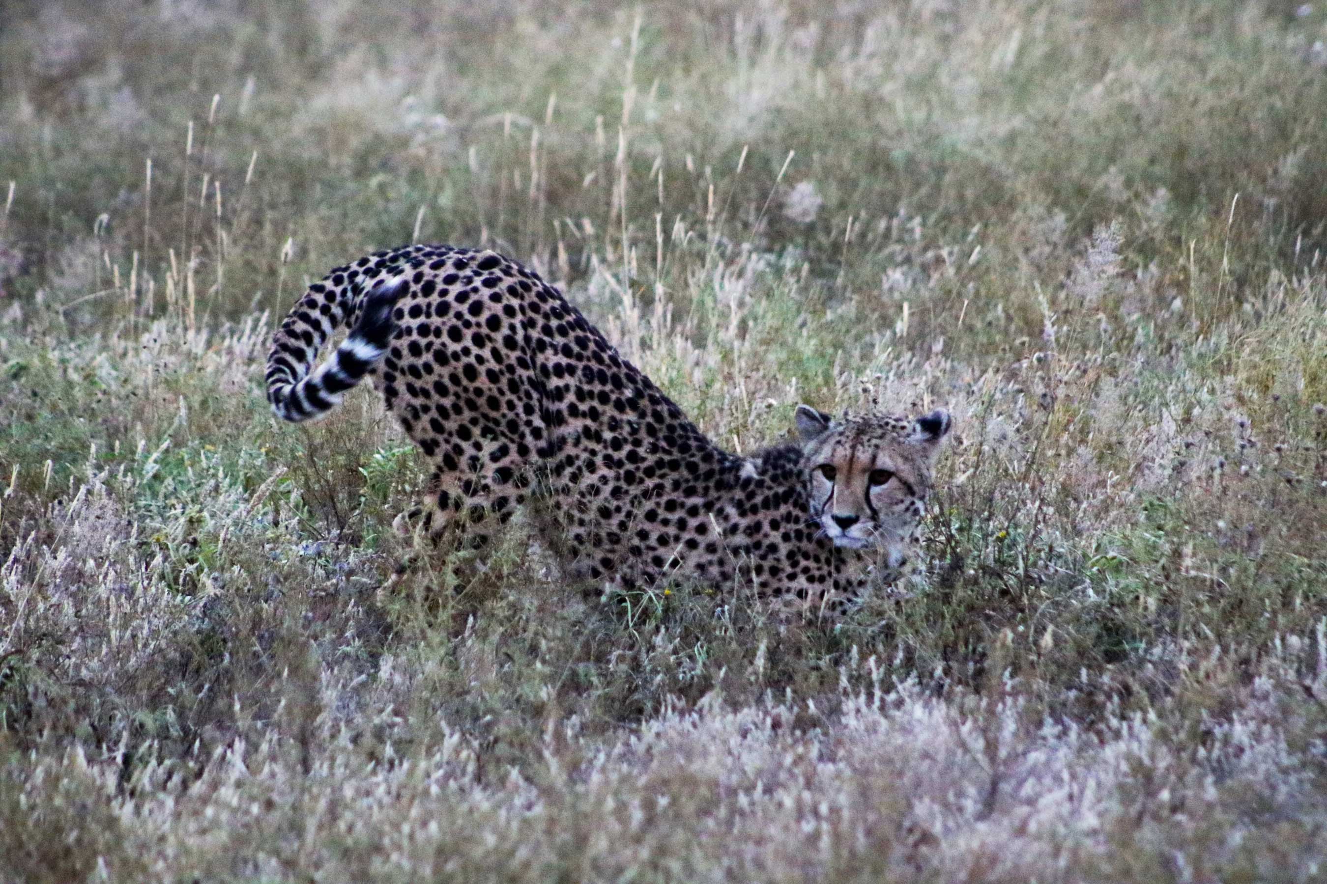 Central Kalahari Game Reserve | Botswana Tourism Organisation
