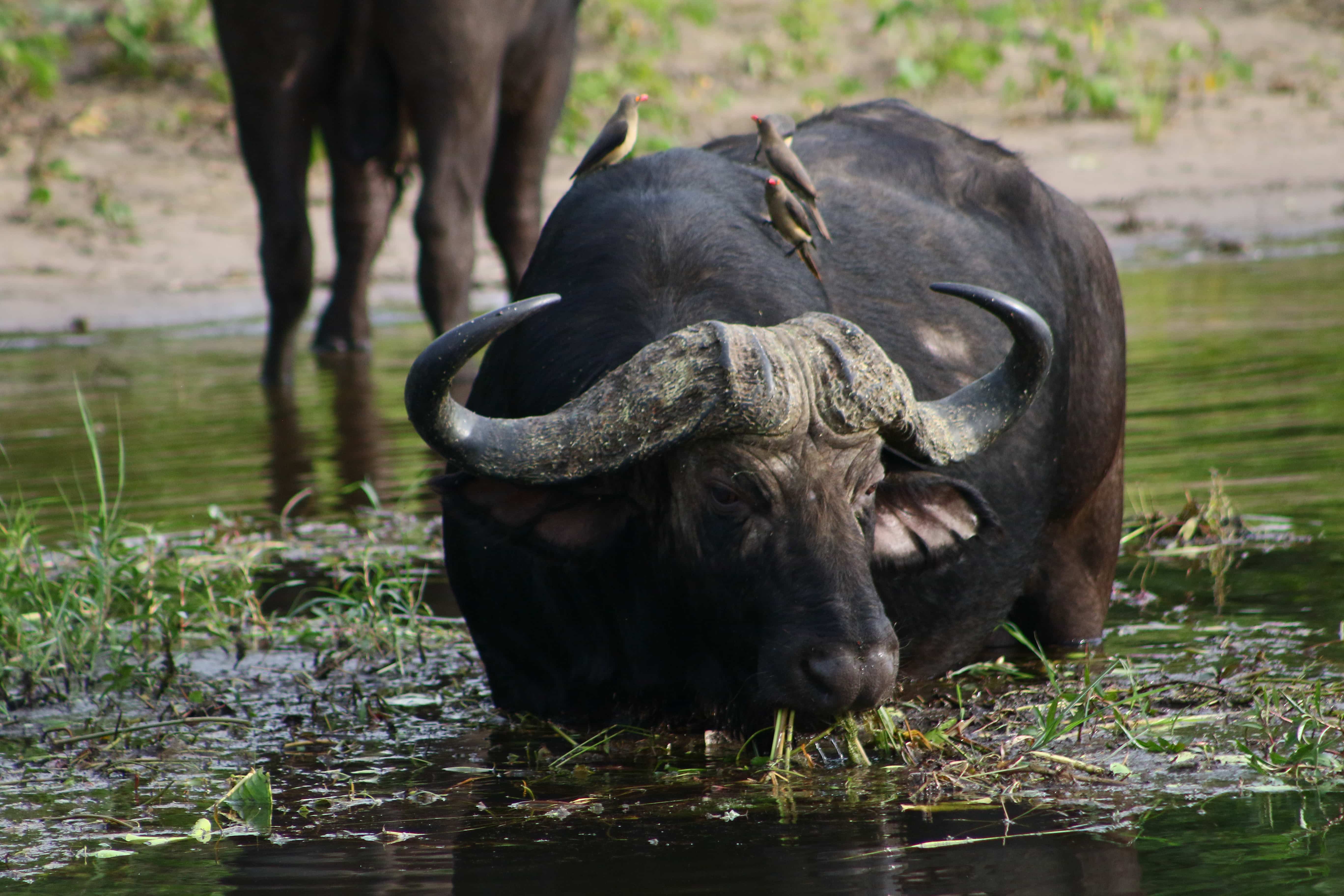 Chobe National Park | Botswana Tourism Organisation