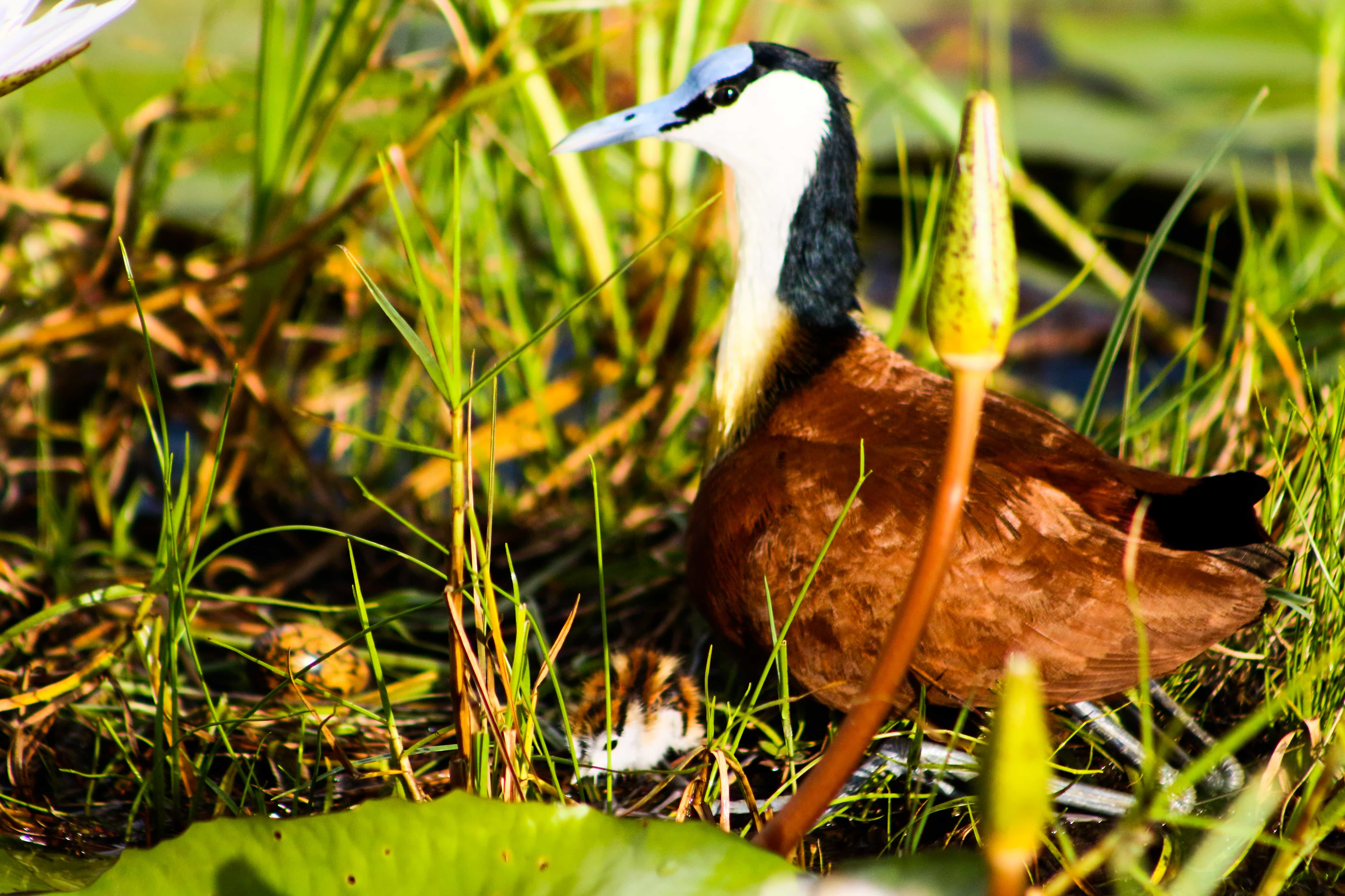 Moremi Game Reserve | Botswana Tourism Organisation