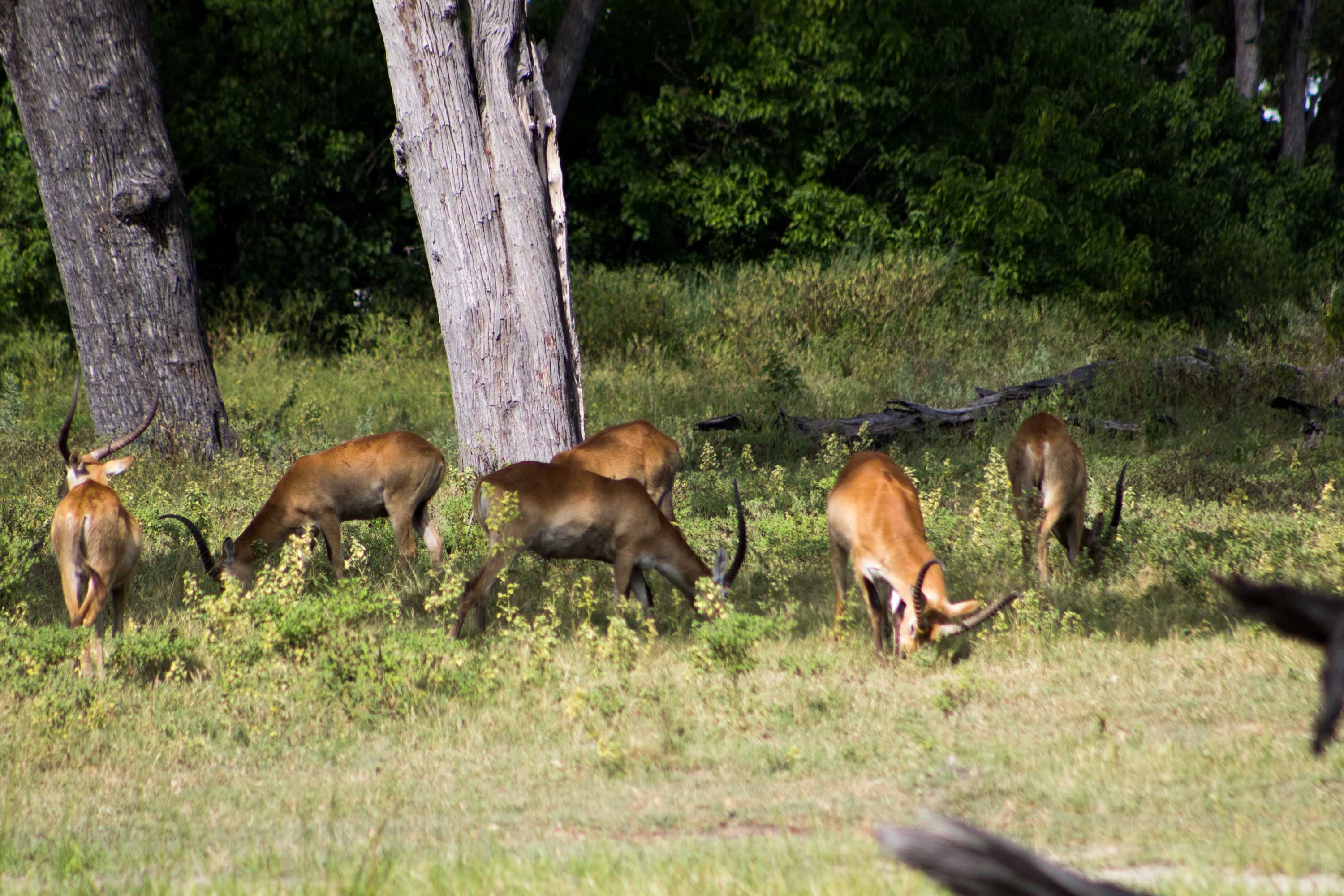 Moremi Game Reserve | Botswana Tourism Organisation
