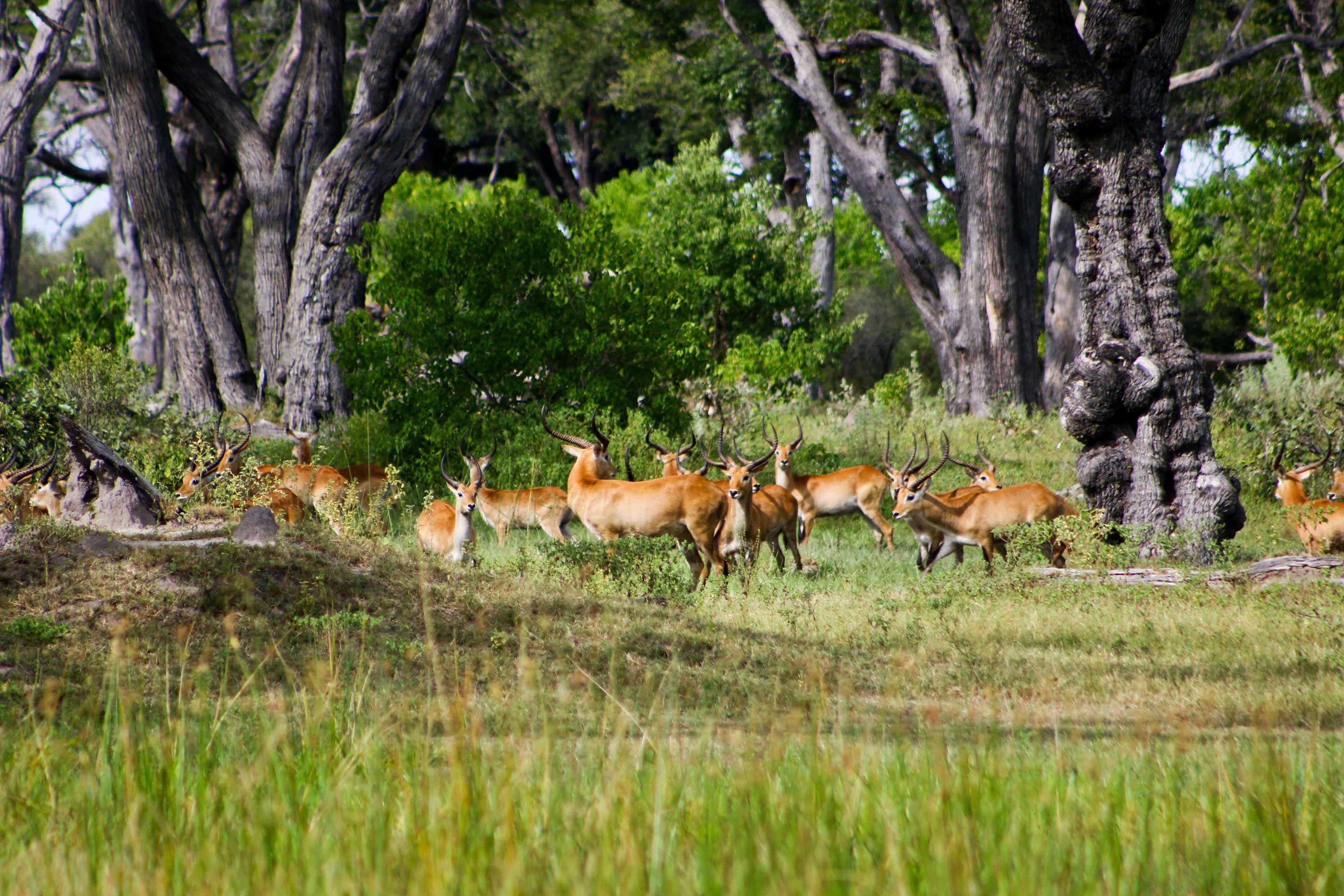 Moremi Game Reserve | Botswana Tourism Organisation