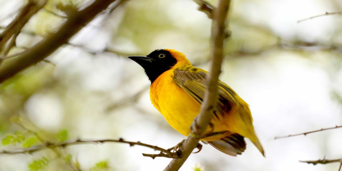 Bird Watching | Botswana Tourism Organisation