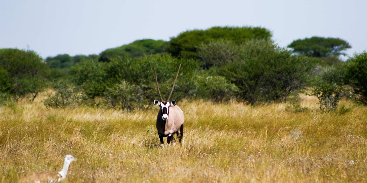 Central Kalahari Game Reserve | Botswana Tourism Organisation