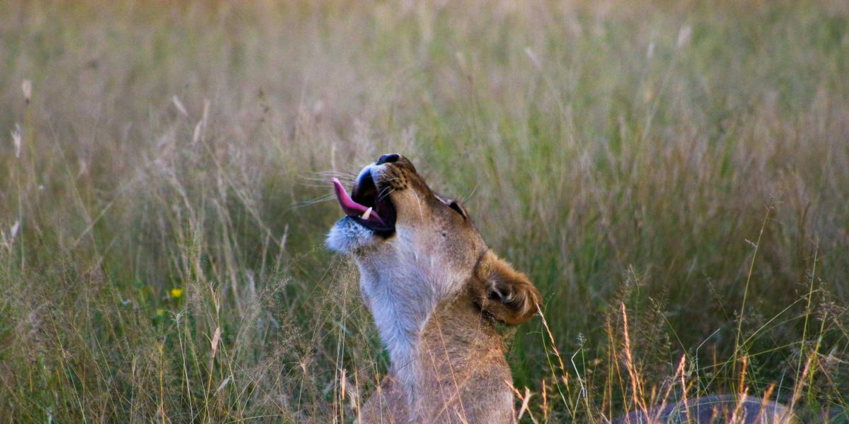 Central Kalahari Game Reserve | Botswana Tourism Organisation