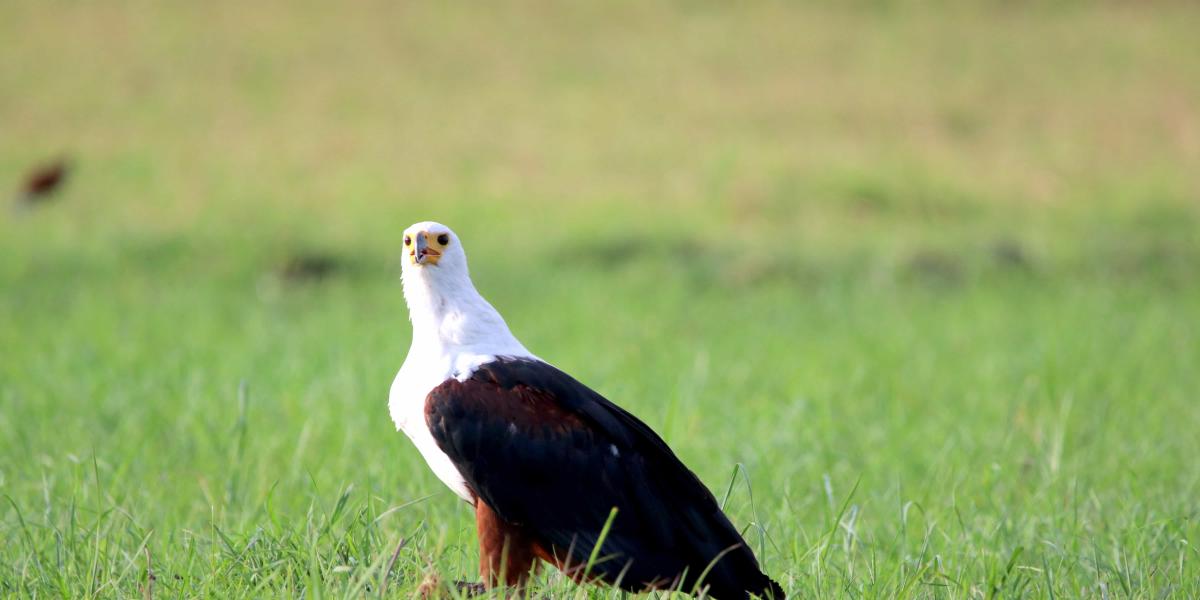 Bird Watching | Botswana Tourism Organisation