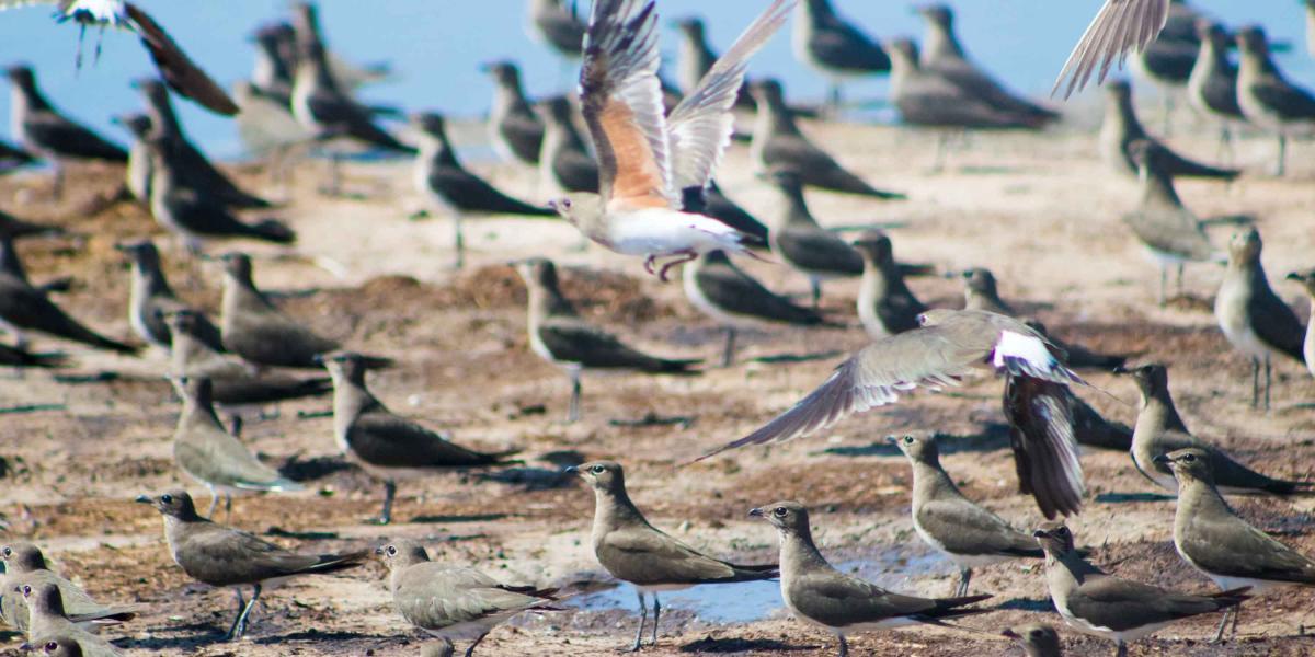 Bird Watching | Botswana Tourism Organisation