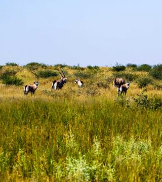 Home | Botswana Tourism Organisation